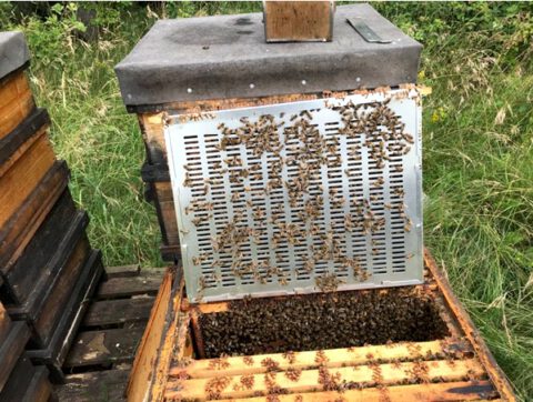 Erfahrungen mit dem Varroa-Controller - blog demeter-imkerei Friedmann